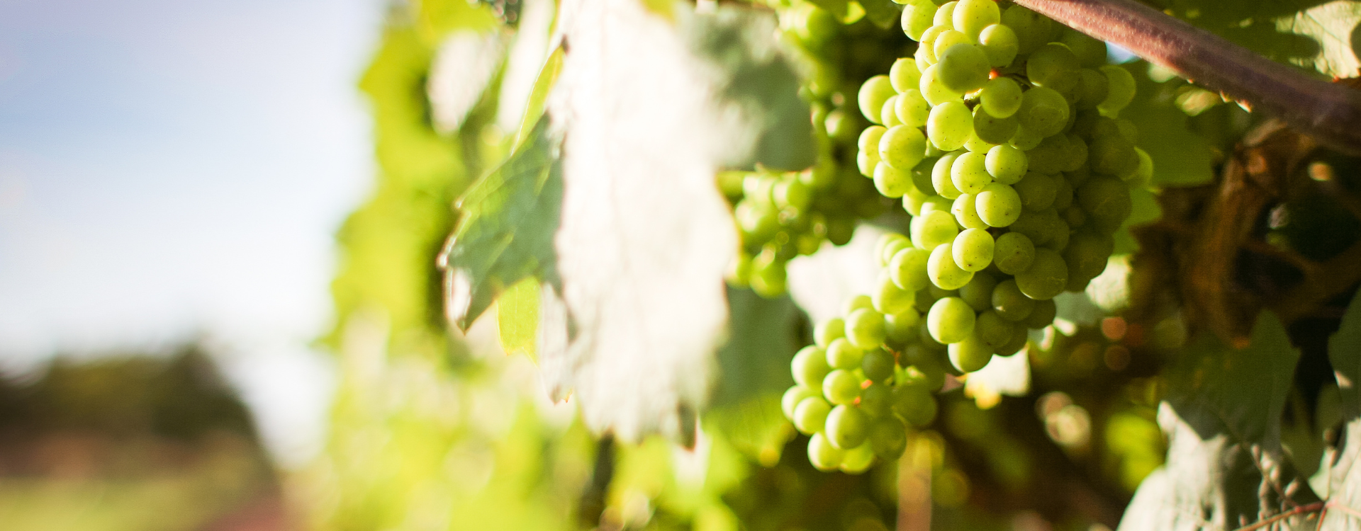 Les principaux cépages